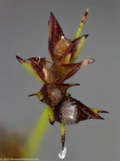 Scleria Verticillata Whorled Nutrush Minnesota Wildflowers