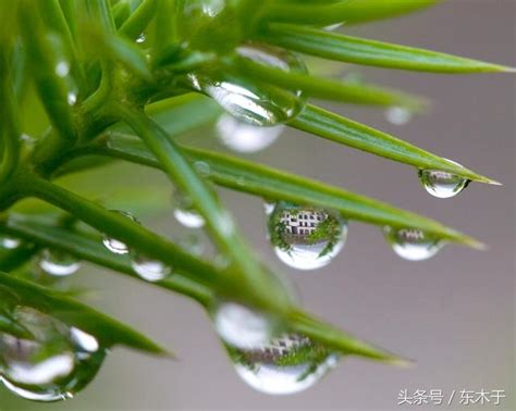 每天來三首 吟吟更健康 每日頭條