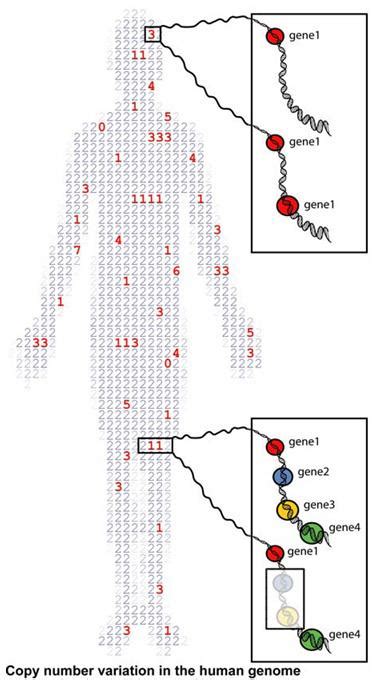 Copy Number Variation Cikes Daola