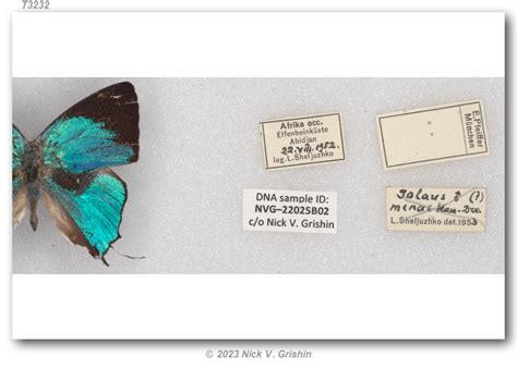 Iolaus Iulus Pinned Specimens