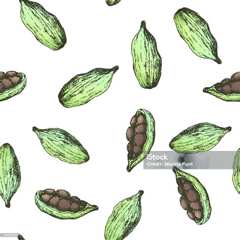 벡터 일러스트 화이트 배경에 손으로 그린 카다몬과 원활한 패턴입니다 카다몬 포드를 곁들인 향신료 요리 패턴 부엌 또는 패키지 디자인을위한 허브 재료 카다몬에 대한 스톡 벡터