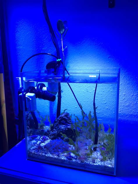 Mini Display Refugium Reef2reef