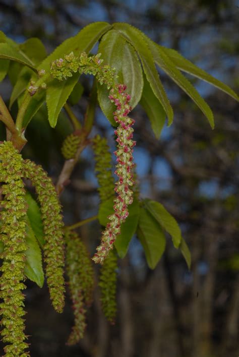 Genus Pterocarya Project Zelkova Fribourg Switzerland