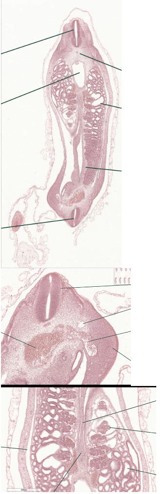 Lab 6 Slide 3 Diagram Quizlet