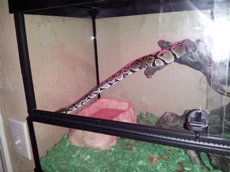 New To Ball Python Care Want To Know If This Is Normal Pic Heavy