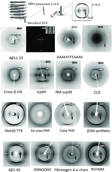 X Ray Fibre Diffraction Provides The Characteristic Cross B Pattern For Download Scientific