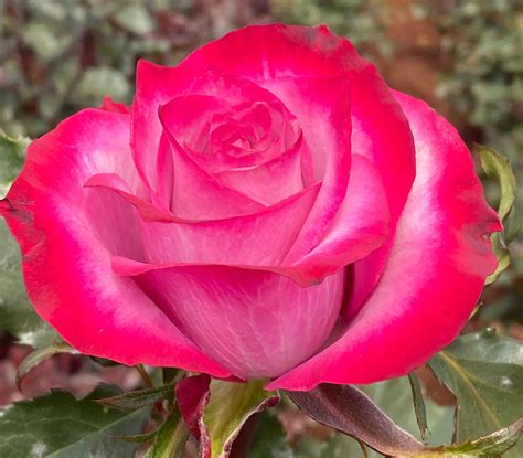 Deep Purple Henat Flowers