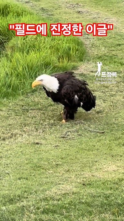 이글을 이렇게만날줄은골프골프스윙이글골프정복 Youtube