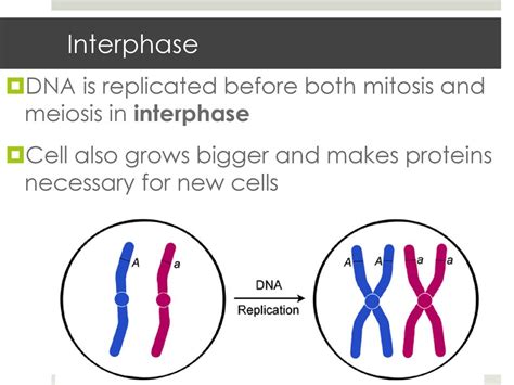 Biology Where Multiplication Is The Same As Division Ppt Download