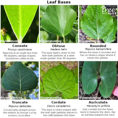 Poplar Tree Identification