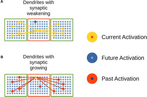 Synaptic Growth In Distal Dendrites In The El A Dendrites With Download Scientific Diagram