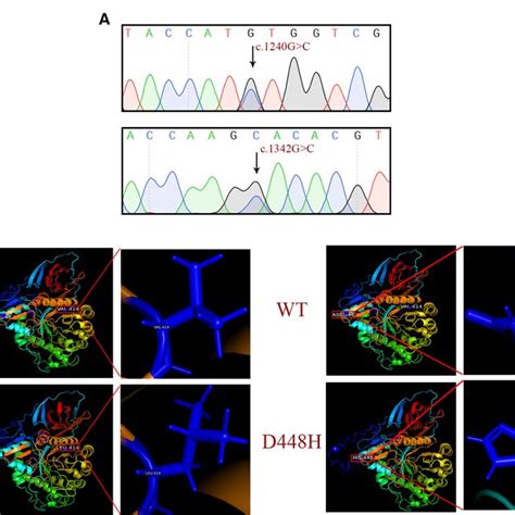Sequencing Chromatogram And Bioinformatics Analysis A Sanger Download Scientific Diagram