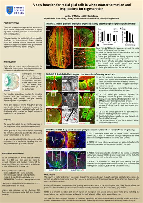 Pdf A New Function For Radial Glial Cells In White Matter Formation And Implications For