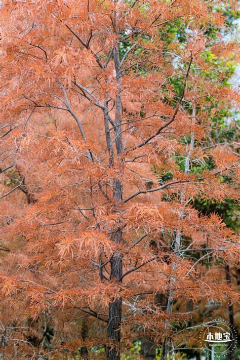 莲花山公园落羽杉图片浏览 莲花山公园落羽杉图片下载 酷吧图库