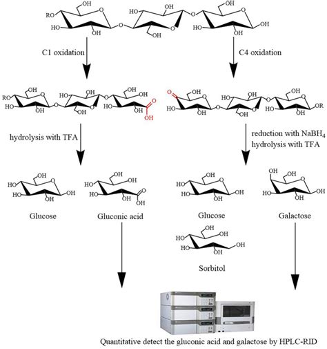 Analysis Of Lytic Polysaccharide Monooxygenase Activity In Thermophilic Fungi By High