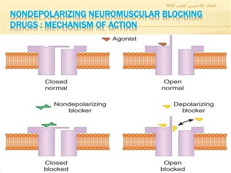 Ppt Skeletal Muscle Relaxants Neuromuscular Blockers And Prototypes