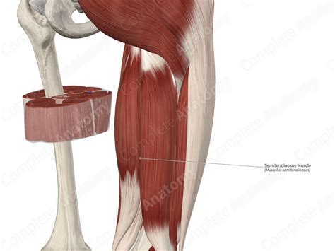 Semitendinosus Muscle Complete Anatomy