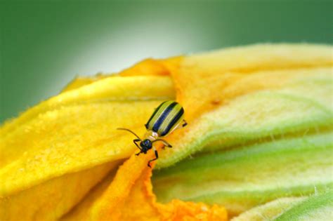 Yellow Squash Bugs