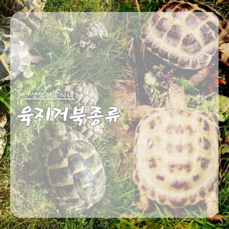 애완거북이 키우기 그리스육지거북 호스필드육지거북이 종류 사육하기 네이버 블로그