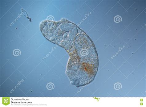 Parasitic Flatworm Reproductive Morph Stock Image Image Of Species