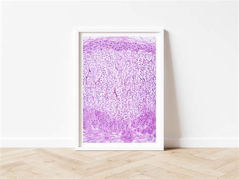 Adrenal Cortex Lamellipodiumart Adrenal Cortex Lamellipodiumart