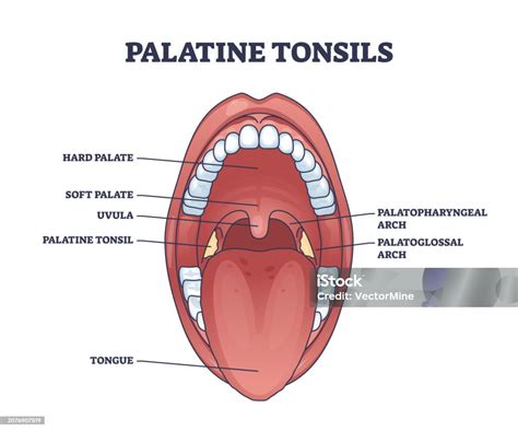 Palatine Tonsils Location In Throat With Mouth Structure Outline