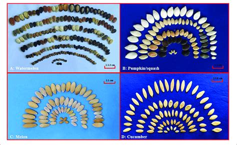 Seed Size Variation Among Cucurbit Crops Representative Seeds Of Download Scientific Diagram