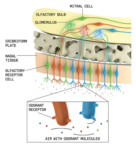 With This Bionic Nose Covid Survivors May Smell The Roses Again Ieee
