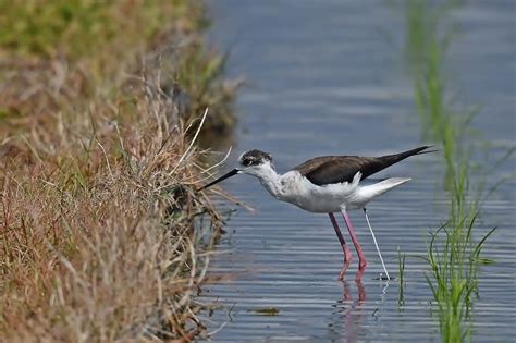 セイタカシギ再び 鳥撮り二人三脚