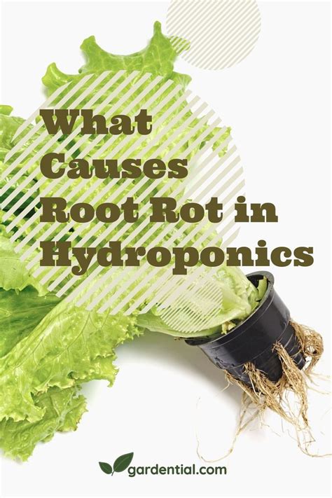 What Causes Root Rot In Hydroponics