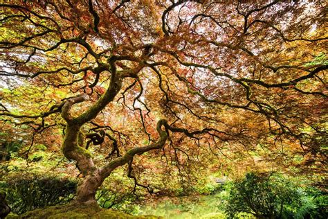 Japanese Maple Allie Richards Photography