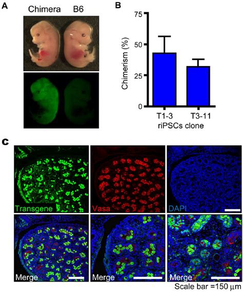 Generation Of Interspecific Chimeras Between Mouse And Rat A Ripscs Download Scientific