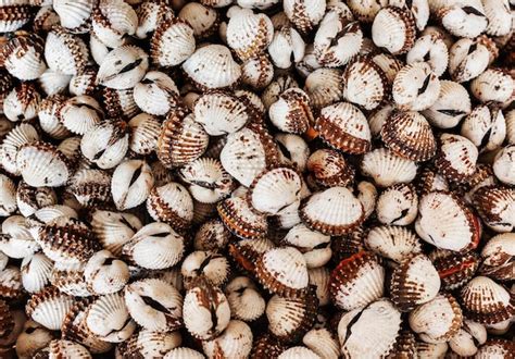 20 Pectinida Pictures