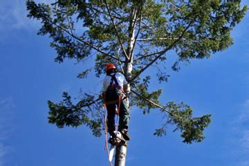 Tree Trimming Safety Online Course OSHA Outreach Courses