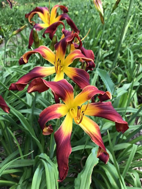 Wild Wookie Artemesia Daylilies