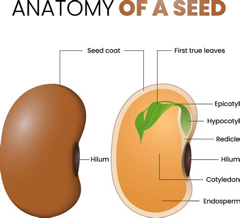 Bean Seed Anatomy At Charles Zeigler Blog