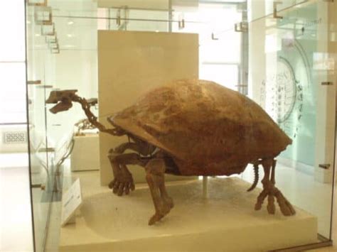 Megalochelys Animal Facts Megalochelys A Z Animals