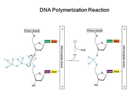 Lecture 2 Sequencing Techniques Flashcards Quizlet