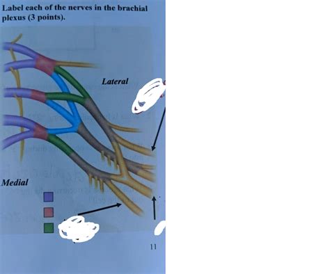 Nerve Plexus Diagram Quizlet
