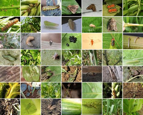 Sample Images From Ip102 Dataset Download Scientific Diagram