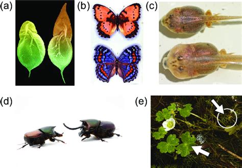 Phenotypic Plasticity Examples