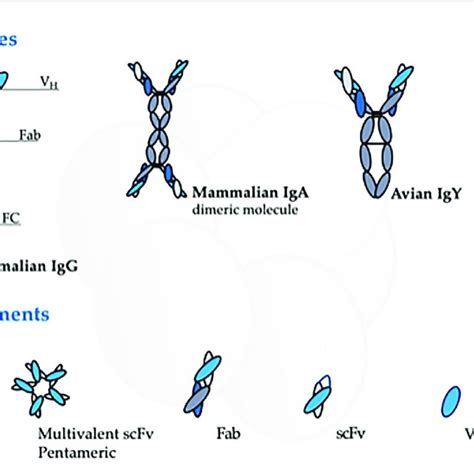 Schematic Representation Of The Different Antibody Source Structure