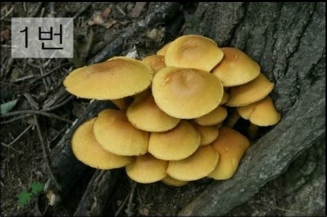 독버섯종류 식용버섯과 구별해보세요 네이버 블로그
