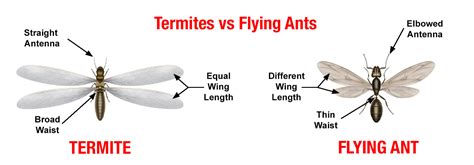 Protect Yourself From Termites Termitebullies