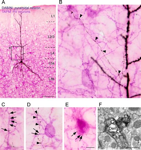 Pyramidal Cells Definition At Timothy Stump Blog