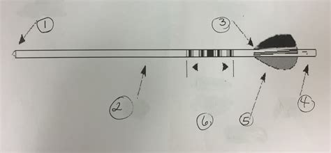 Arrow Diagram Diagram Quizlet