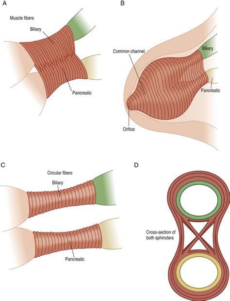 Sphincter Of Oddi Manometry Abdominal Key
