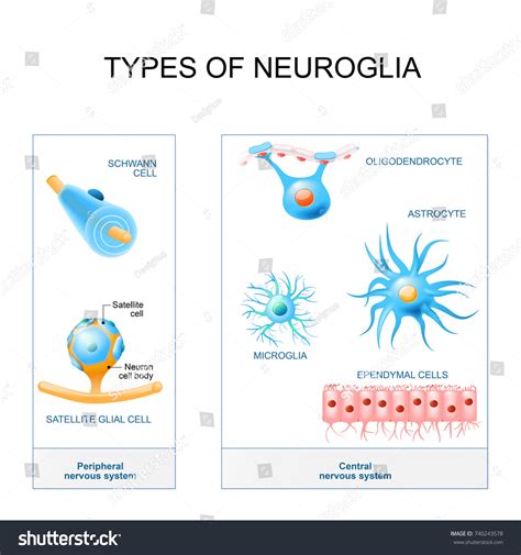 Types Neuroglia Structure Peripheral Nervous System Stock Vector Royalty Free 740243578