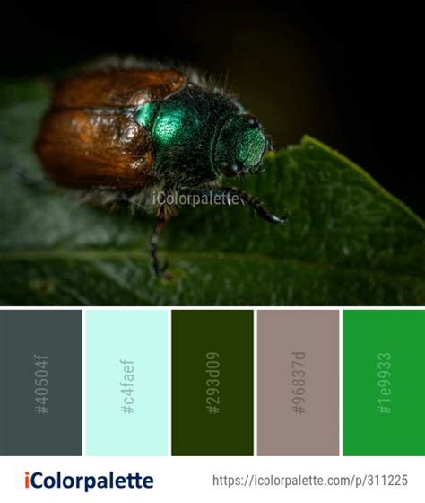 Color Palette Ideas From Insect Macro Photography Close Up Image Paint Color Palettes Macro