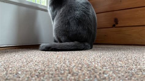 14003121 Object Detection Dataset By Cat Batch 3